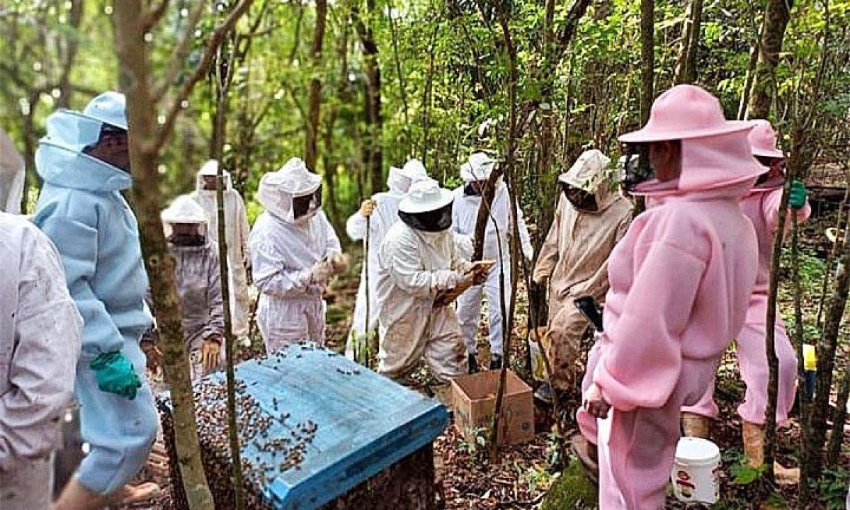 Japoneses criam drones para substituir abelhas