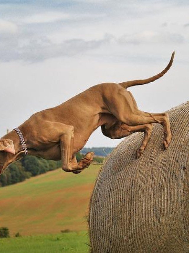 Estes são os melhores cães de caça do mundo