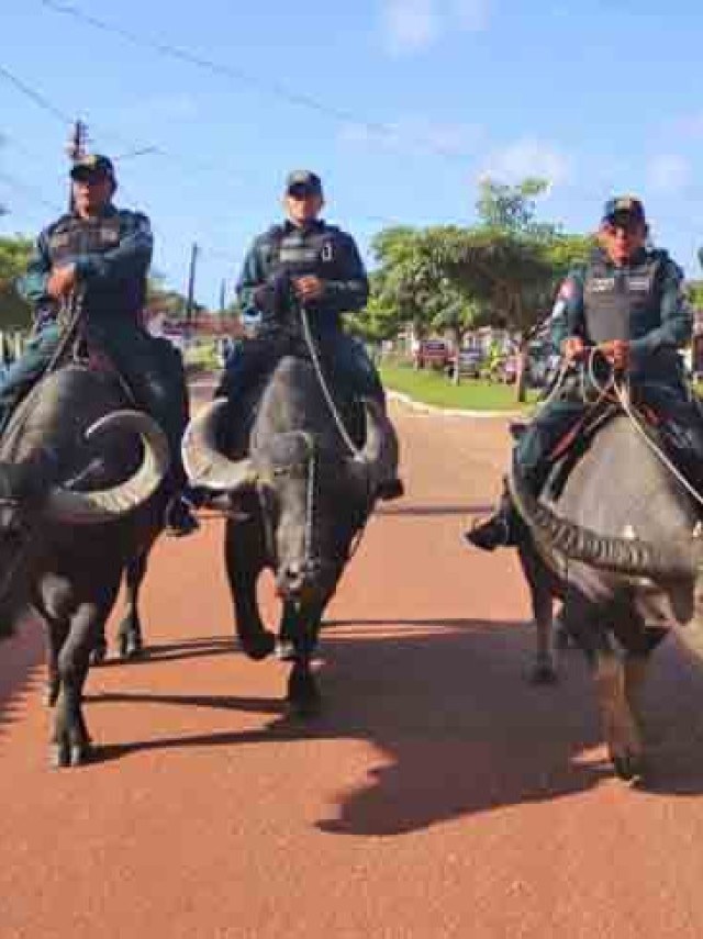 Policiamento Com Búfalos é Atração Turística Na Ilha De Marajó