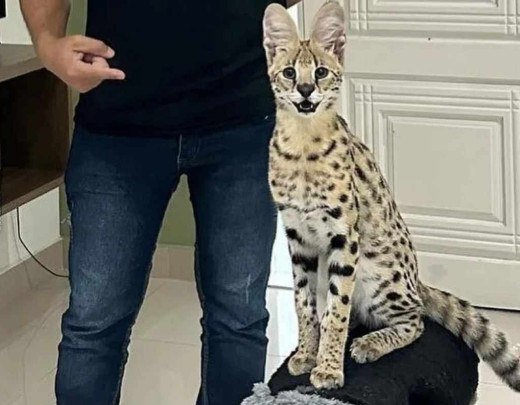 Rapper brasileiro é arranhado por gato que vale R$ 100 mil - Estado de ...