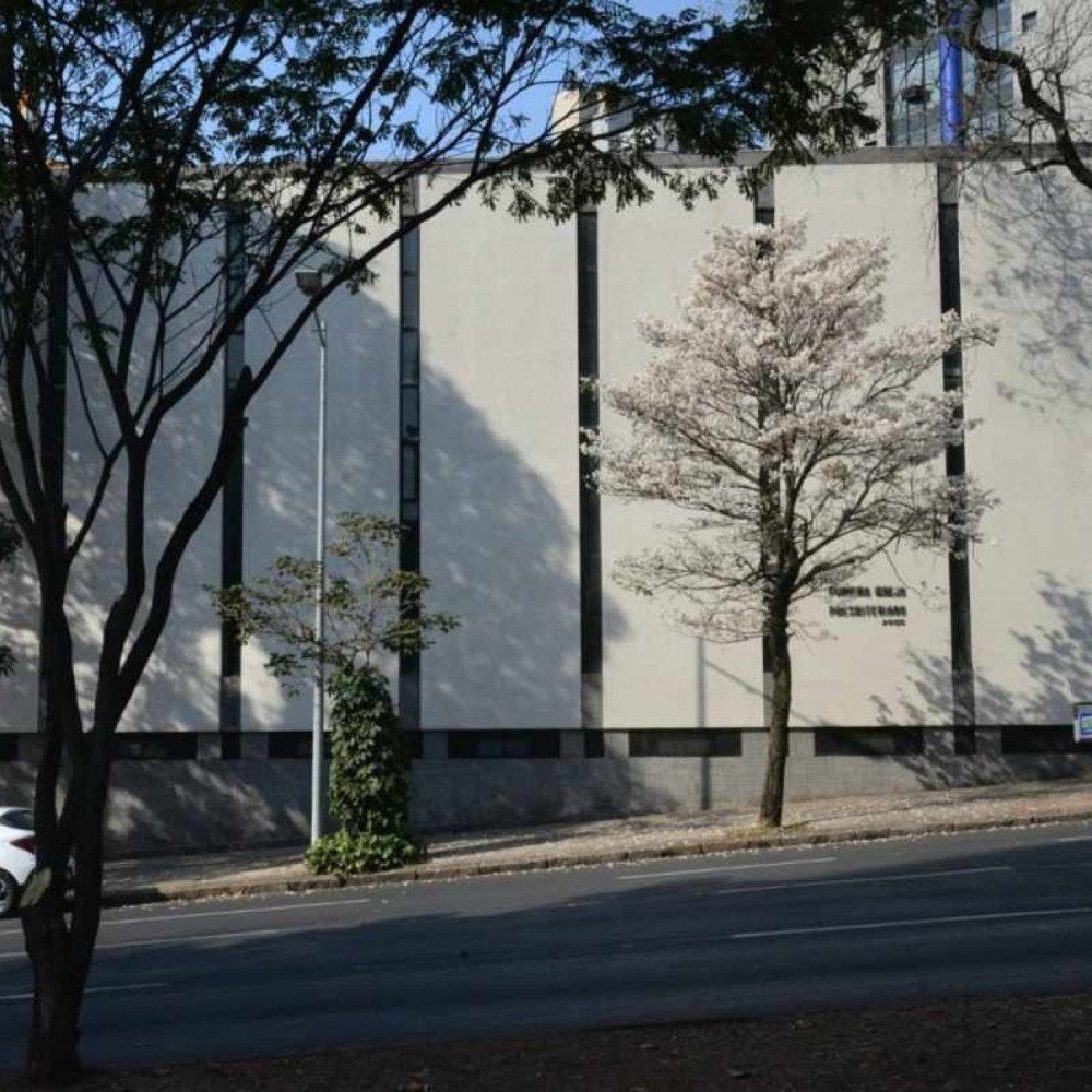 Ipê-branco floresce e encanta quem passa pela Região Centro-Sul de BH