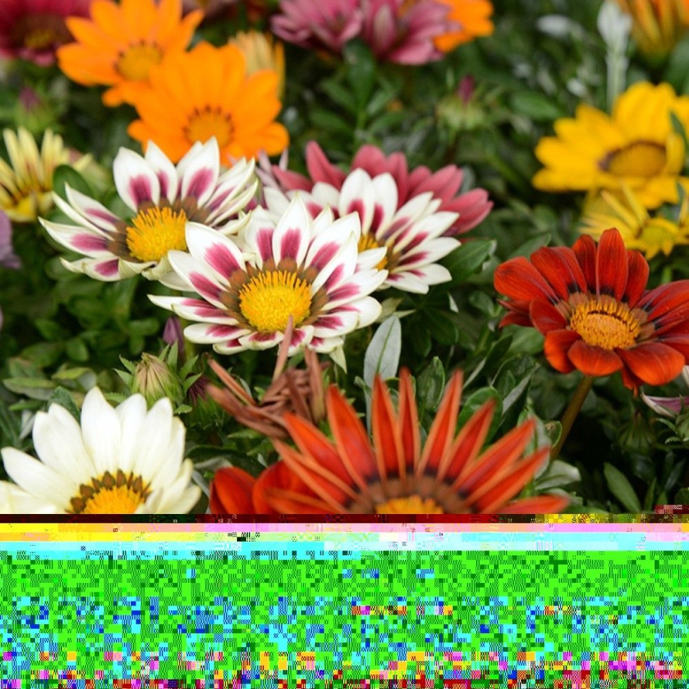 Festa de Flores e Morangos fortalece o agricultor rural