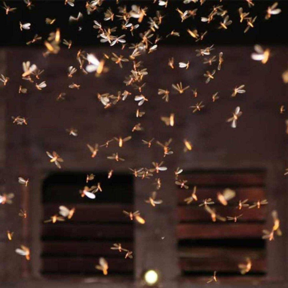 6 dicas para acabar com os bichos de luz na sua casa