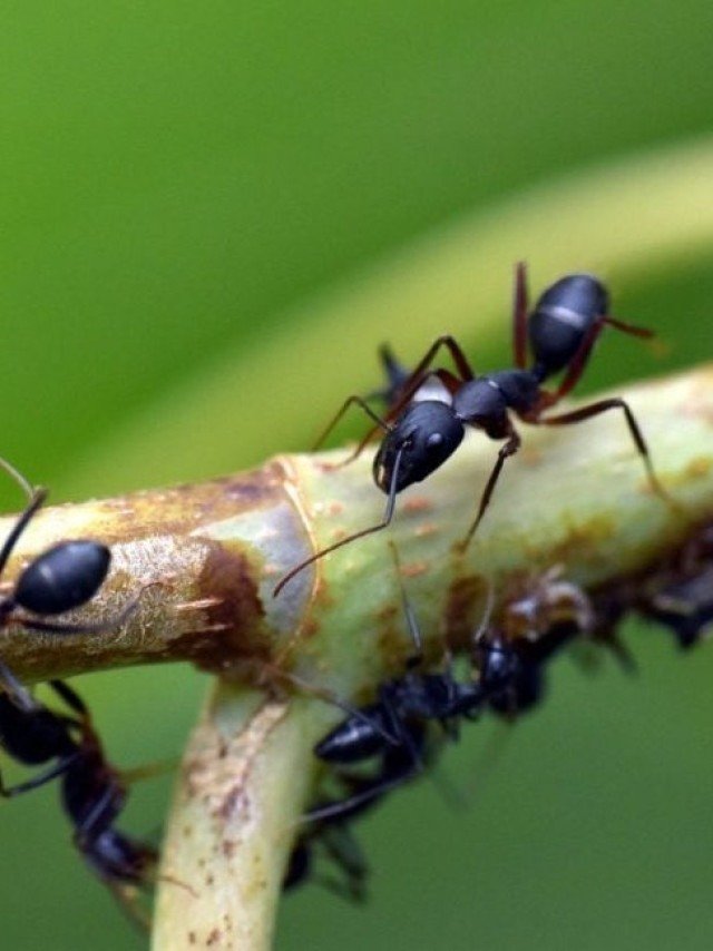 Sapo 'Wolverine', Peixe 'Arqueiro': Animais com superpoderes