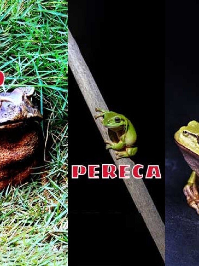 Sapo, perereca e rã: veja as principais diferenças entre esses tipos de ...