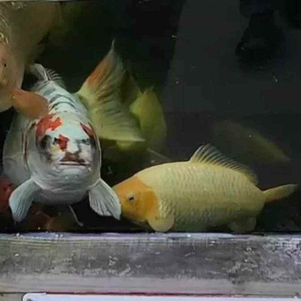 Peixe com ‘rosto humano’ faz sucesso na Inglaterra