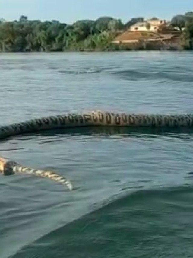 Comerciante esbarra em cobra gigante no Rio Tocantins e susto viraliza