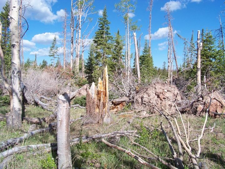 Microburst: entenda o fenômeno que derruba árvores gigantes na Amazônia
