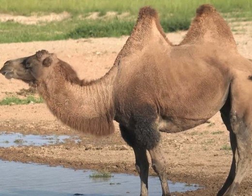 Curiosidades sobre os camelos: animais com peculiaridades que ...