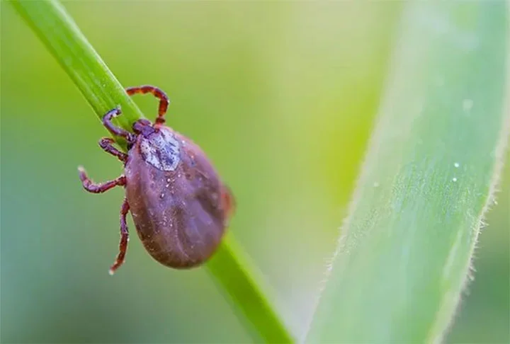 Brasil tem quase 230 tipos de carrapatos; saiba o que fazer