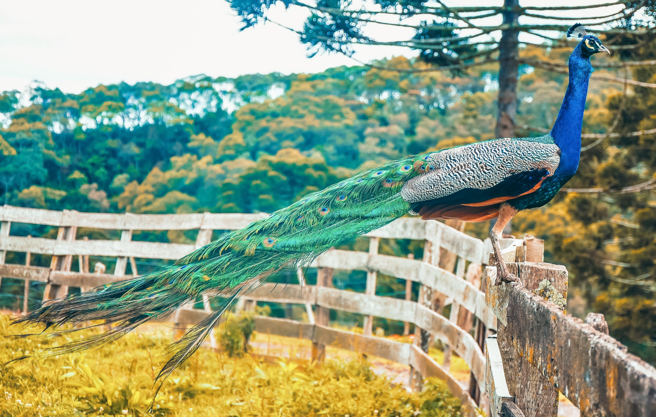 Exuberância e prosperidade: veja as características e simbologia do pavão