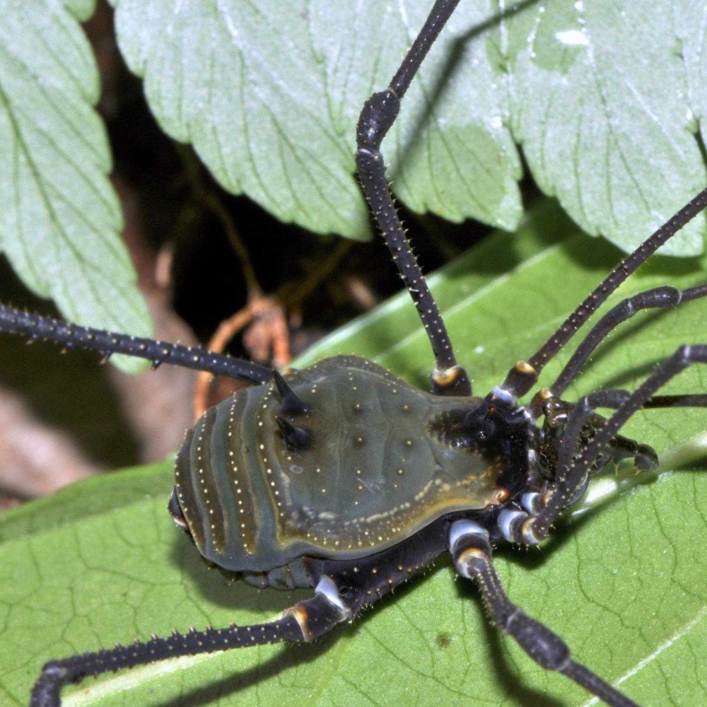 Espécie impressionante de aracnídeo é descoberta em Minas