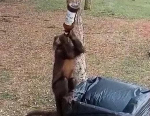 Animais que ficam ‘bêbados’: Macaco é flagrado tomando cerveja no gargalo