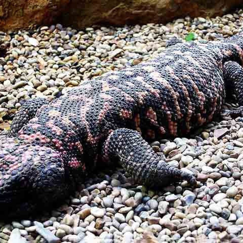 Monstro-de-gila: veneno de lagarto foi chave para criação do Ozempic