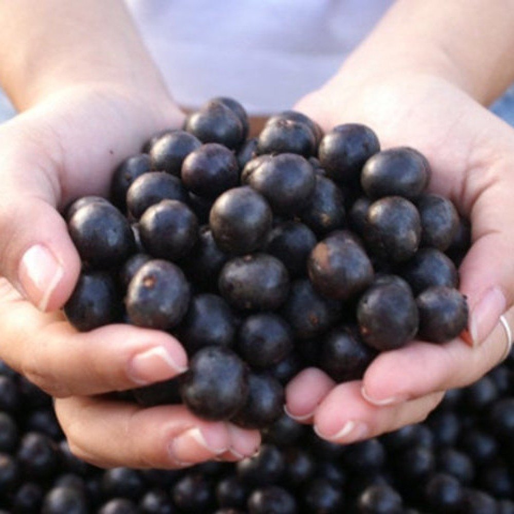 Ranking mundial: Açaí é apontada como sétima melhor fruta