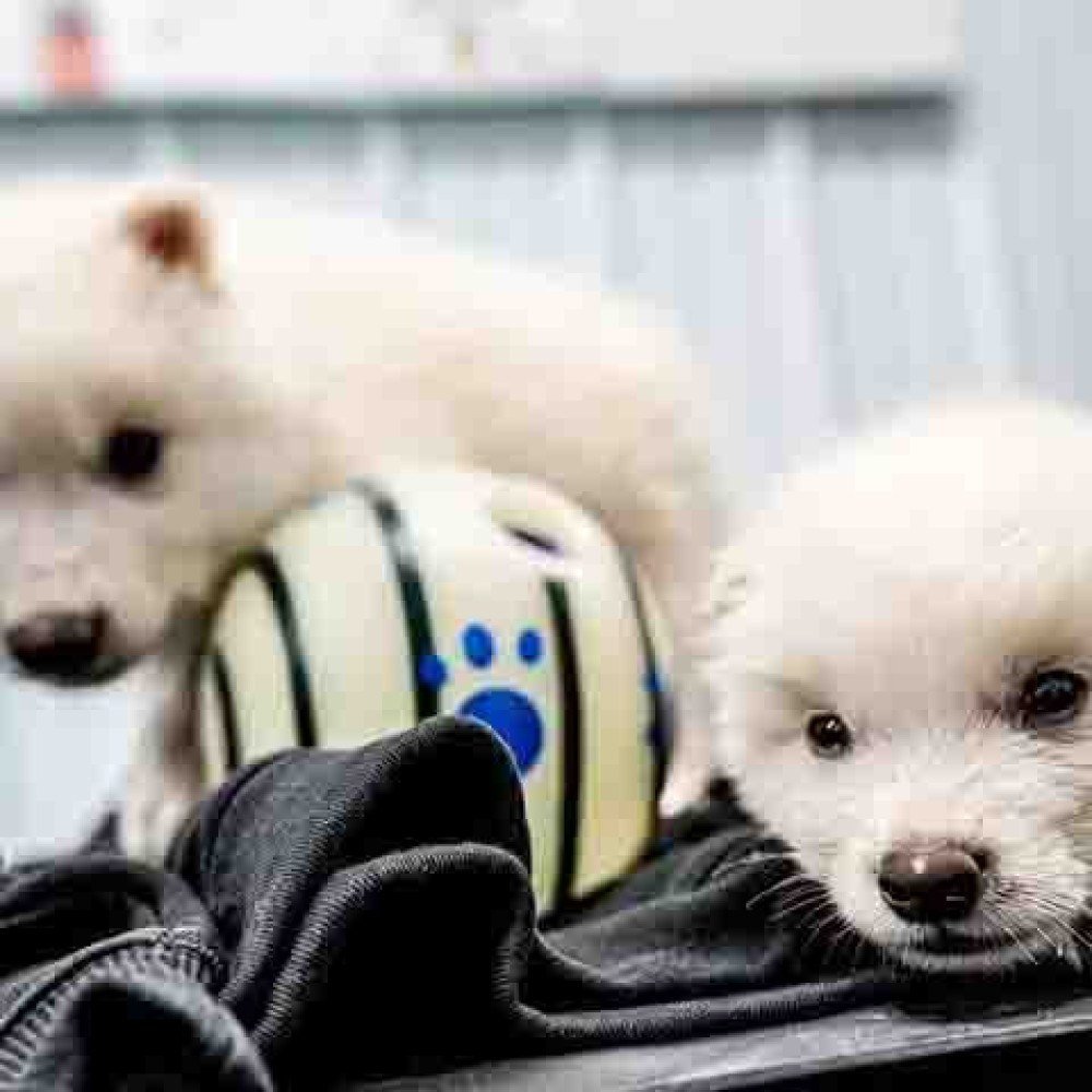 Lobo-terrível: empresa diz ter ‘ressuscitado’ espécie extinta há mais de 10 mil anos