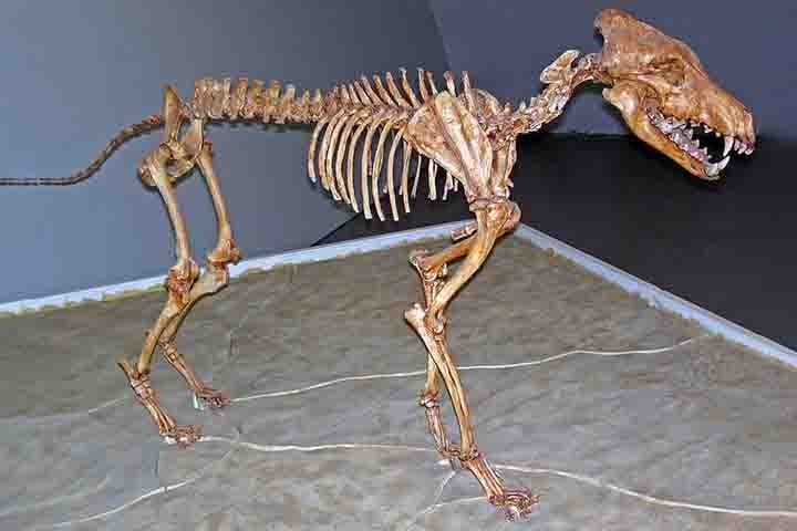 Lobo-terrível: empresa diz ter ‘ressuscitado’ espécie extinta há mais de 10 mil anos