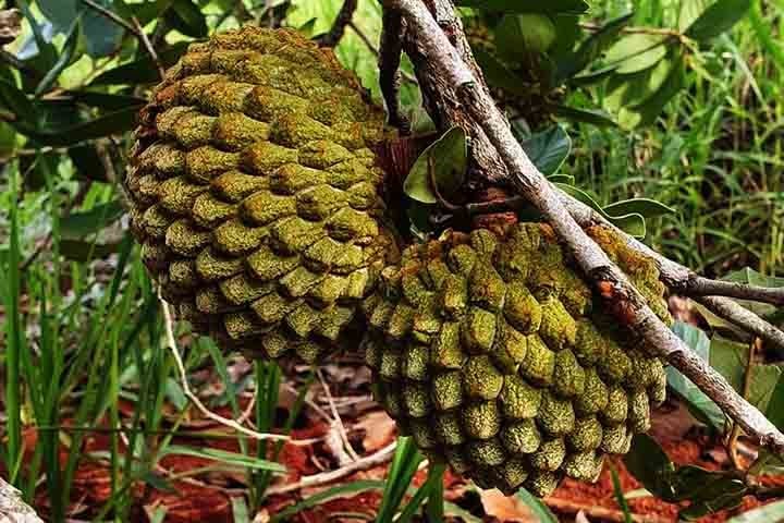 Símbolo do Cerrado e sabor único: conheça os benefícios do marolo