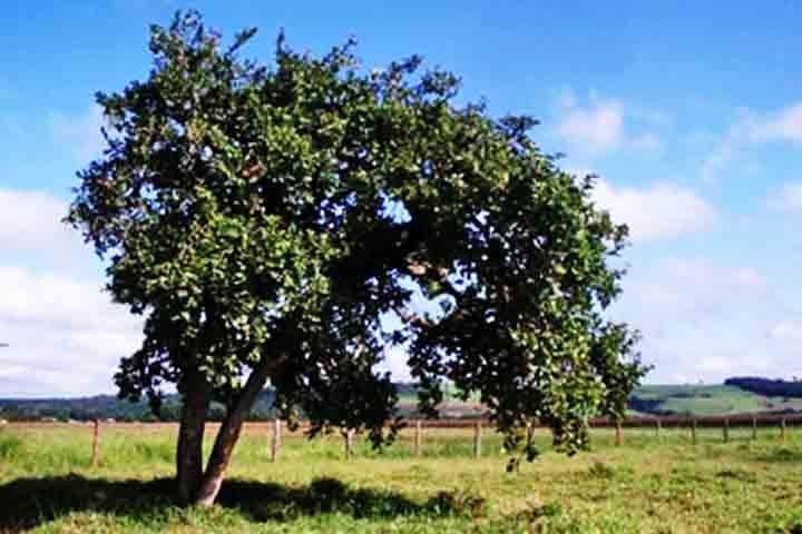 Símbolo do Cerrado e sabor único: conheça os benefícios do marolo