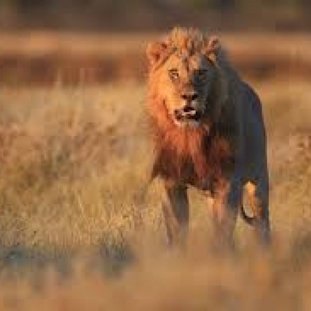 Leão mata homem em alojamento de safari