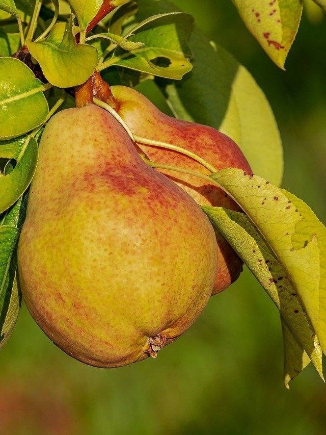 A pequena que sacia; veja os nutrientes da pera e como aproveitar a fruta