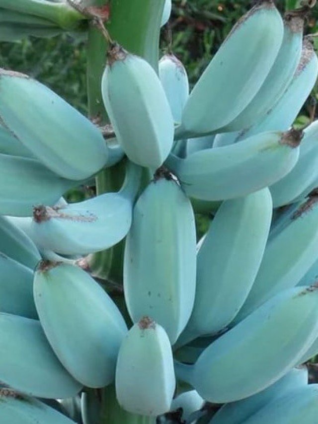 Banana azul: Existe e tem sabor inesperado…