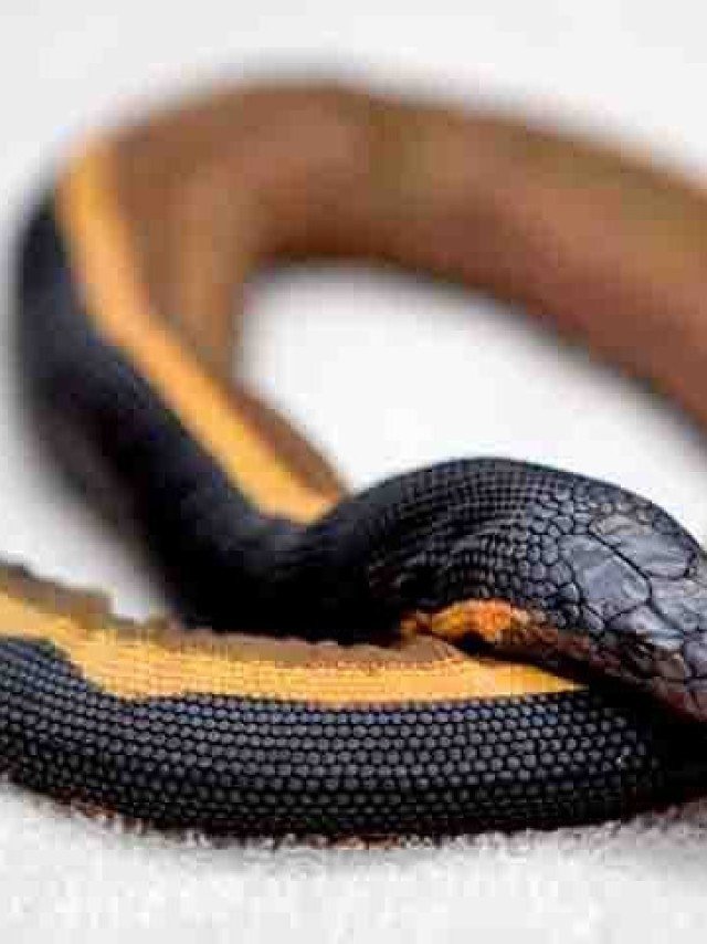 Cobra-do-mar-pelágio pode matar 100 homens, mas evita contato com humanos