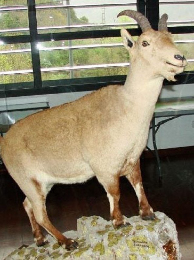 Marco para a Ciência: conheça o único animal a ser 'extinto' duas vezes