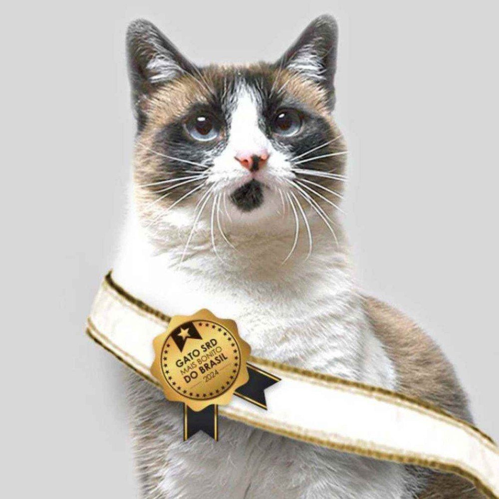Concurso vai eleger o gato vira-lata mais bonito do Brasil