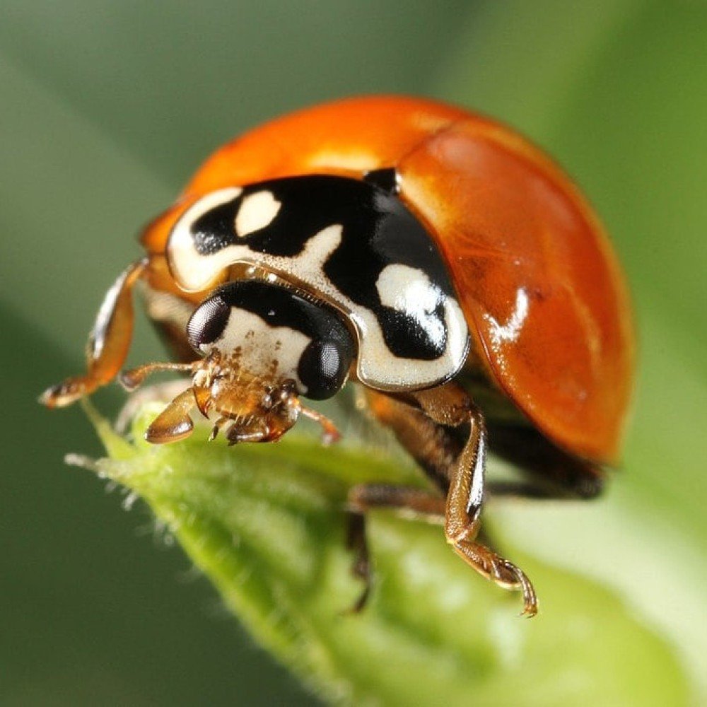 Joaninha: além de bela, traz lenda de bom presságio