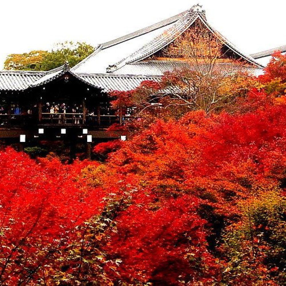 O resplendor das espécies de flores e plantas vermelhas; apaixonantes