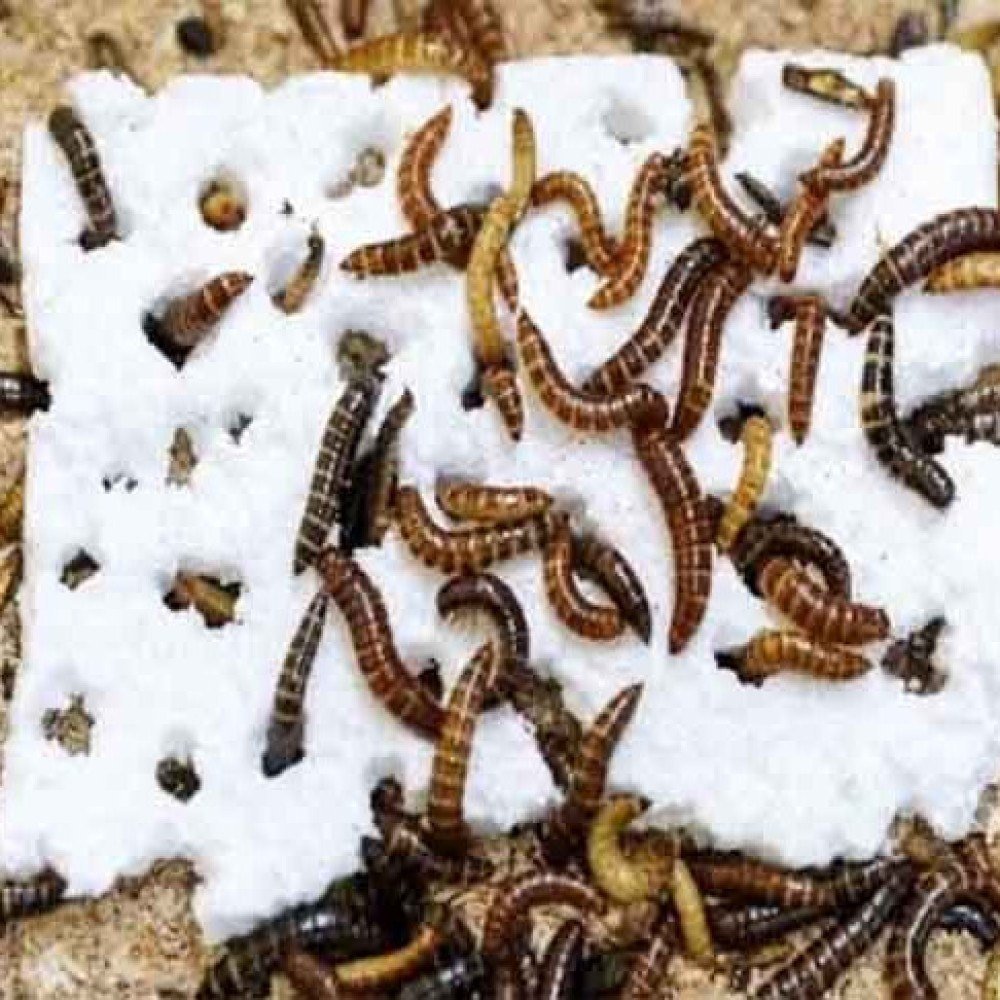 Larva “do bem” devora plásticos e ajuda a tirar lixo da natureza