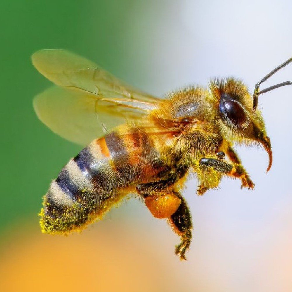 Abelha em casa: entenda o poderoso significado deste sinal positivo