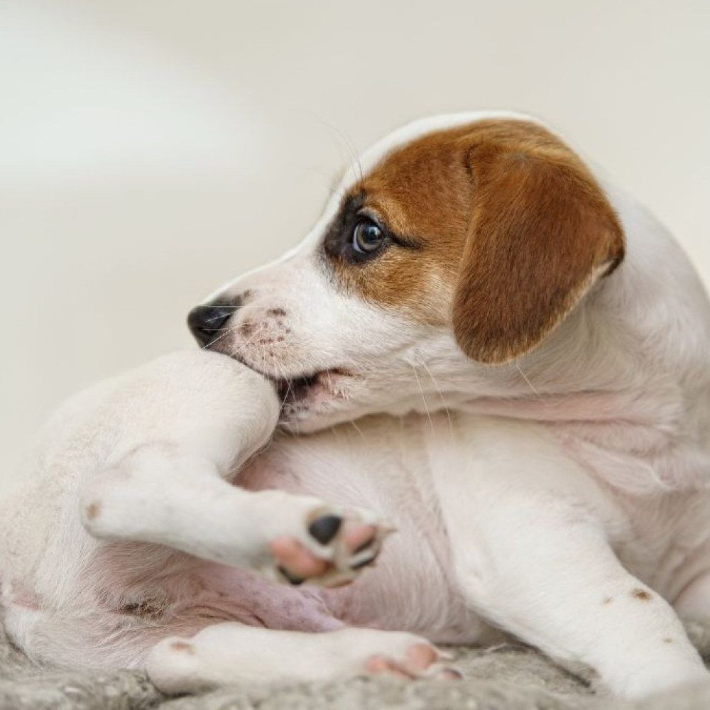 Pulgas em casa? Guia para eliminar a praga sem prejudicar seu pet