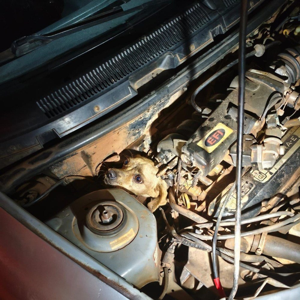 Cachorro caramelo é resgatado após ficar preso em motor de carro