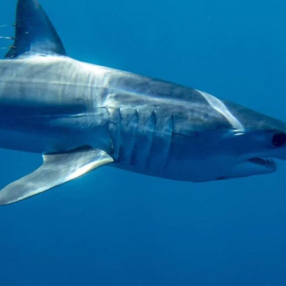 Tudo sobre o tubarão-mako: o predador mais veloz dos oceanos