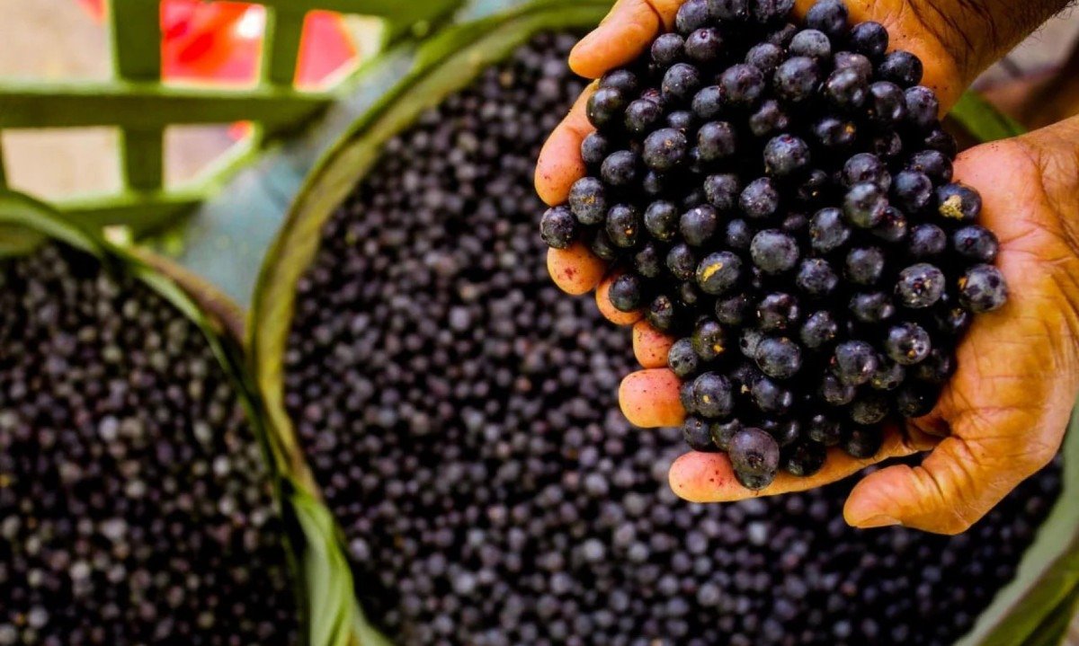 Estudo brasileiro: açaí pode ajudar a proteger o cérebro de adolescentes