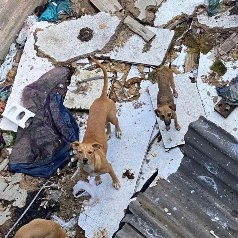 Oito cães são resgatados em situação de maus-tratos em Juiz de Fora